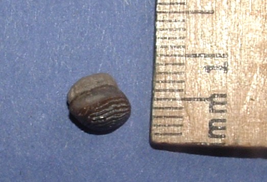 Ptychodus sp. - Member Collections - The Fossil Forum