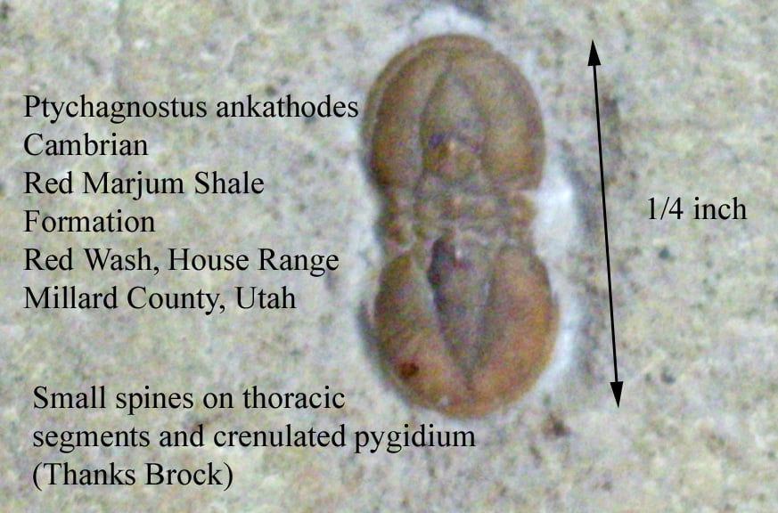 Ptychagnostus ankathodes - Member Collections - The Fossil Forum