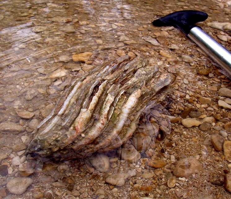 Texas Mammoth Teeth - The Fossil Forum