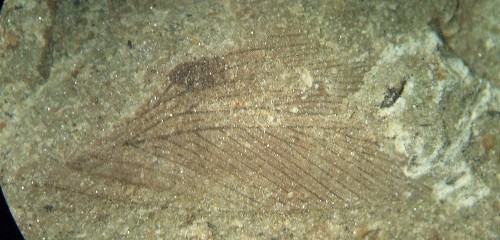 Cretaceous Cockroaches. - The Fossil Forum