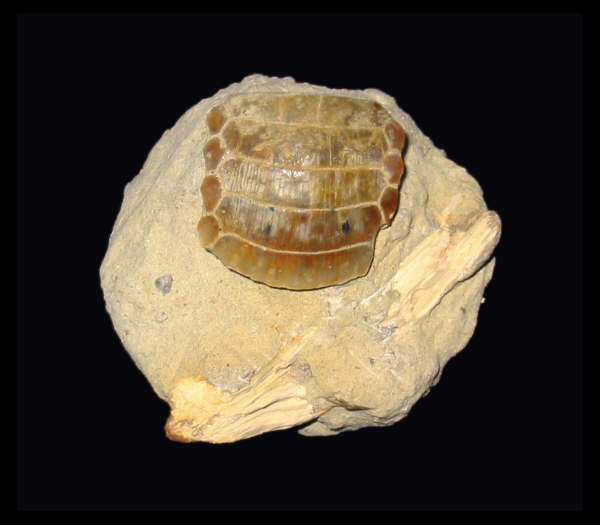 Myliobatis sp. - Member Collections - The Fossil Forum