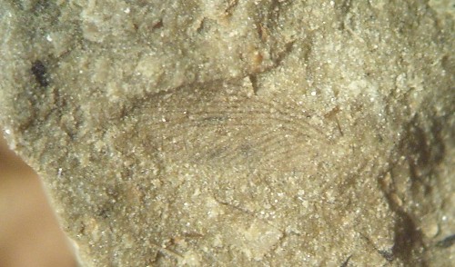 Cockroach - Member Collections - The Fossil Forum