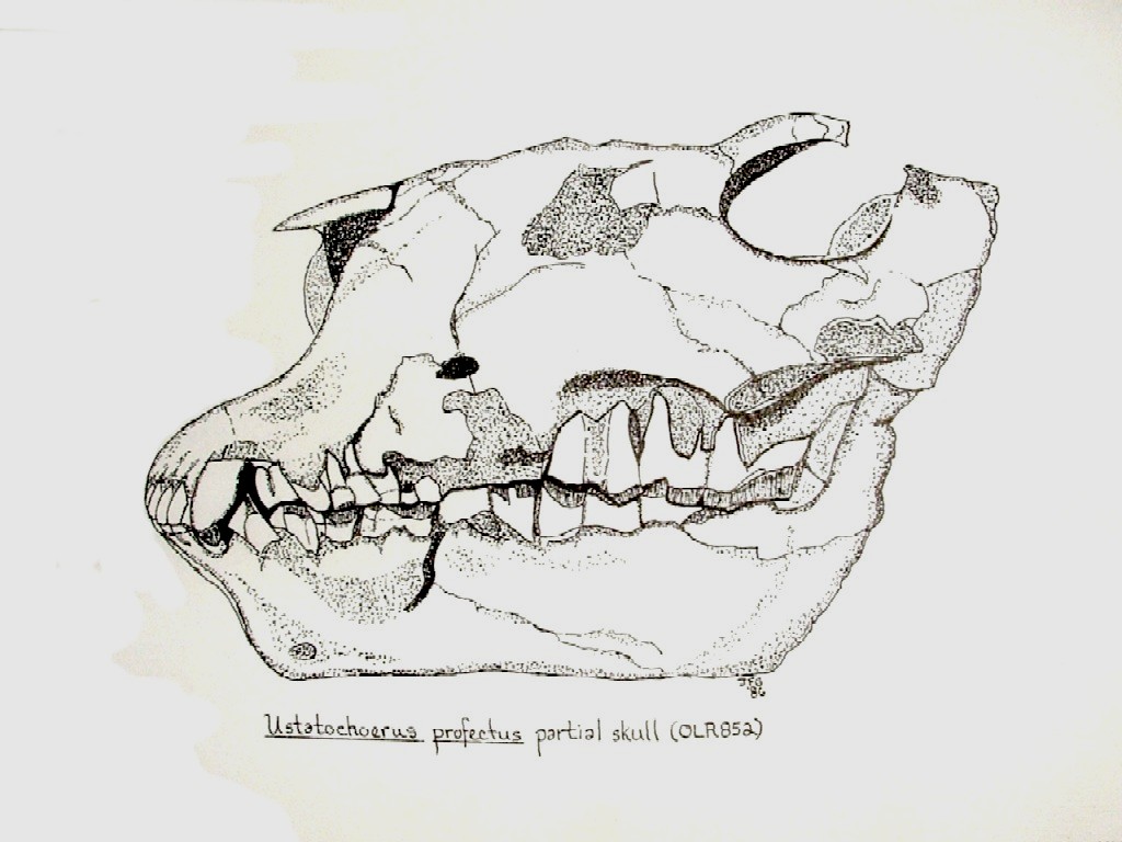 Merychyus (Ustatochoerus) profectus - Member Collections - The Fossil Forum