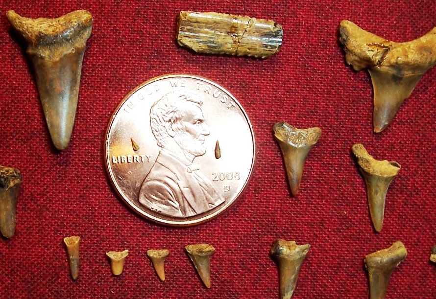 Texas Eocene Shark tooth Matrix - Member Collections - The Fossil Forum