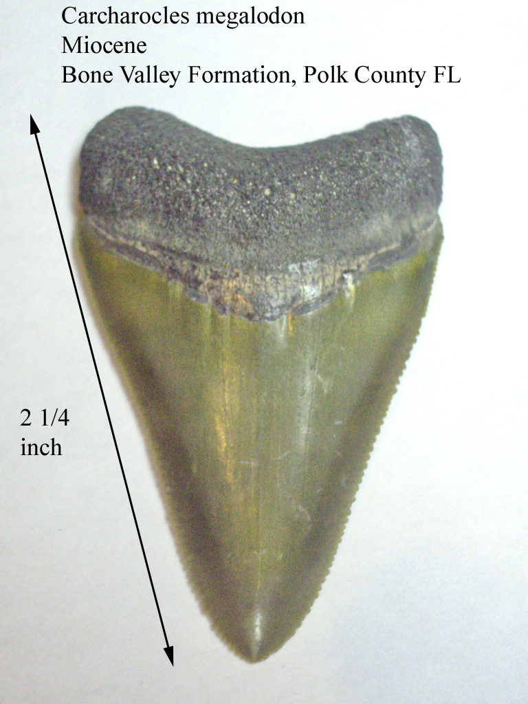 Bone Valley Meg-2 - Member Collections - The Fossil Forum