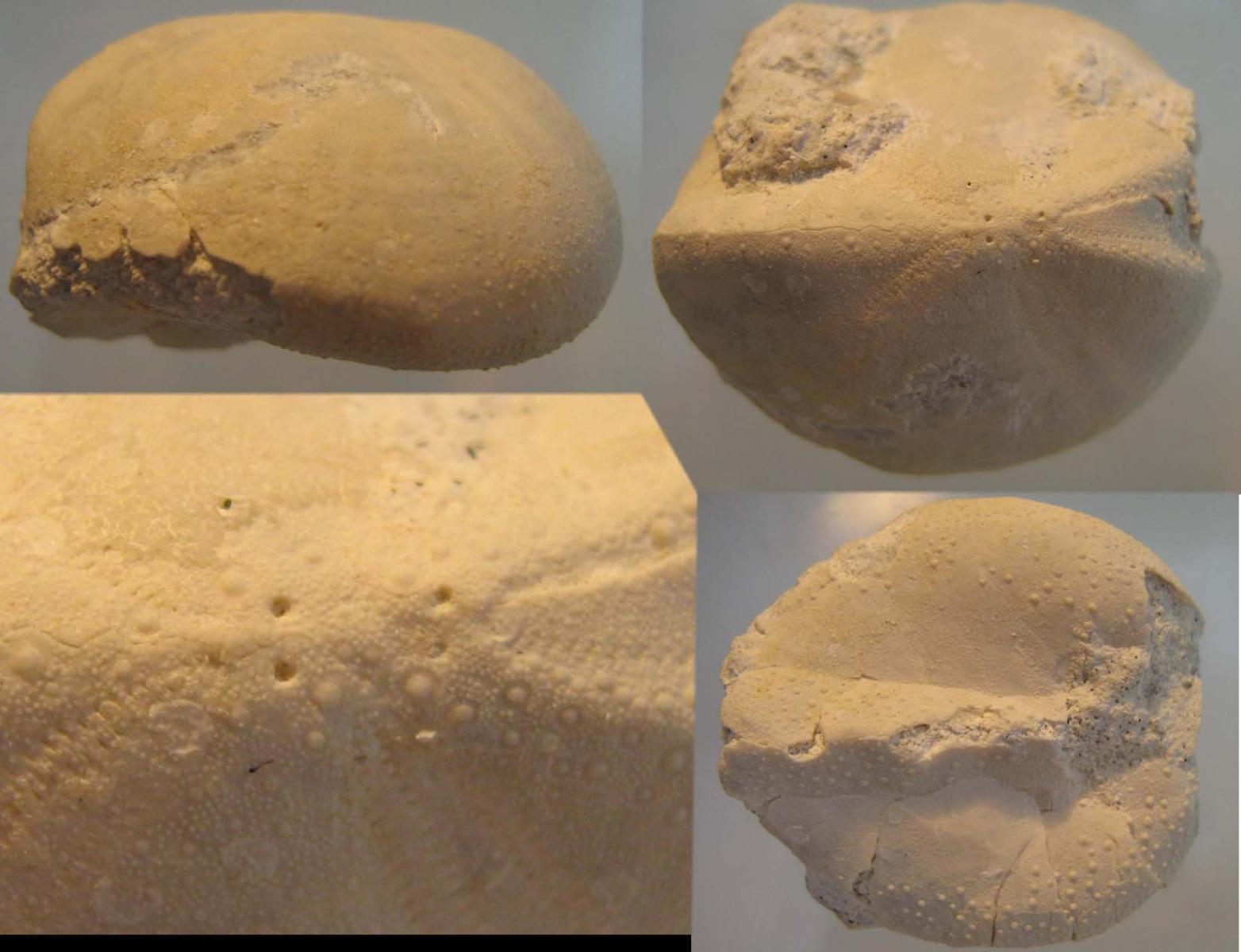 226A CARDIASTER ANANCHYTIS 499.jpg - Member Collections - The Fossil Forum