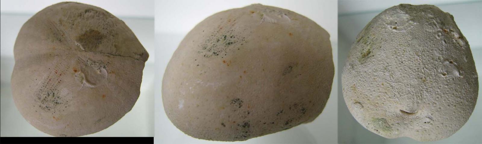Micraster turonensis.jpg - Member Collections - The Fossil Forum