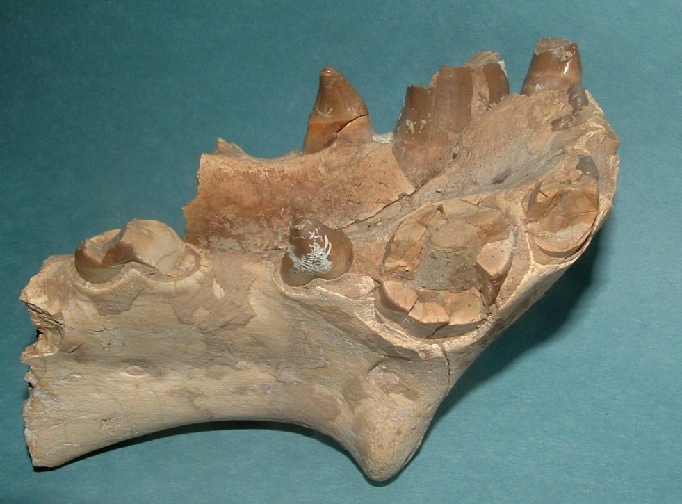 Entelodont mandibular symphysis - Member Collections - The Fossil Forum