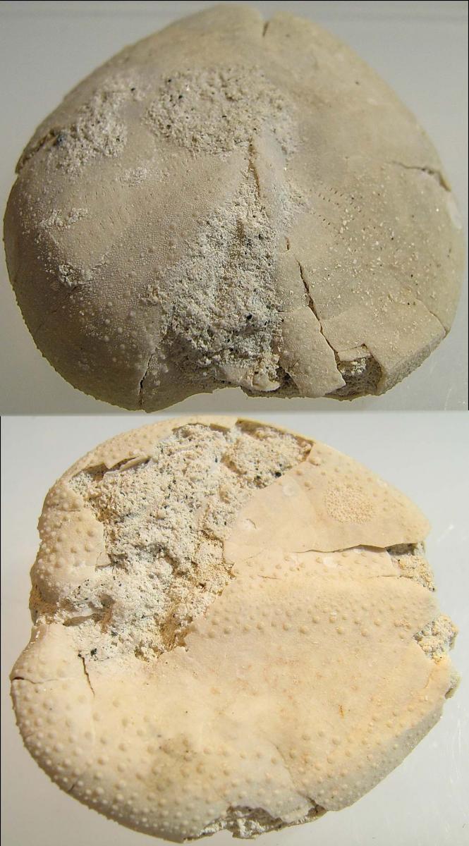 264a Cardiaster minor.jpg - Member Collections - The Fossil Forum