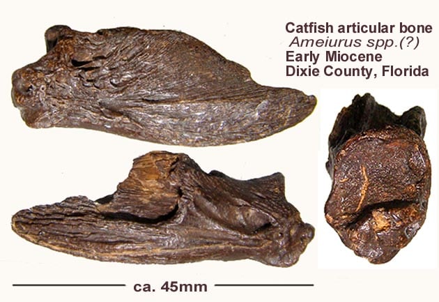 Miocene Catfish - Member Collections - The Fossil Forum