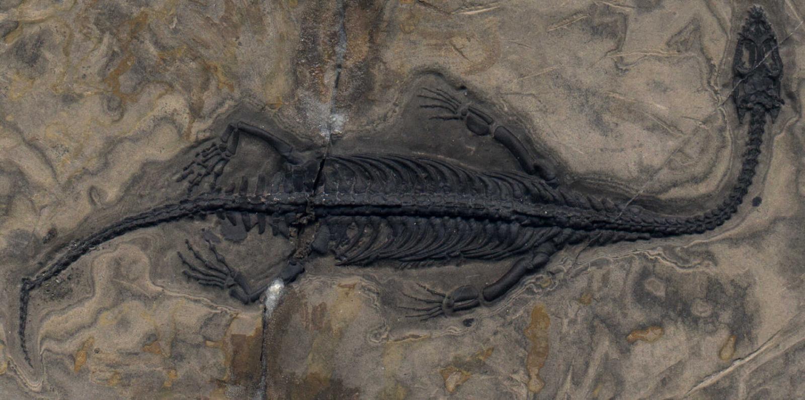 Keichousaurus hui, Triassic from Ghizou (China) - Member Collections ...