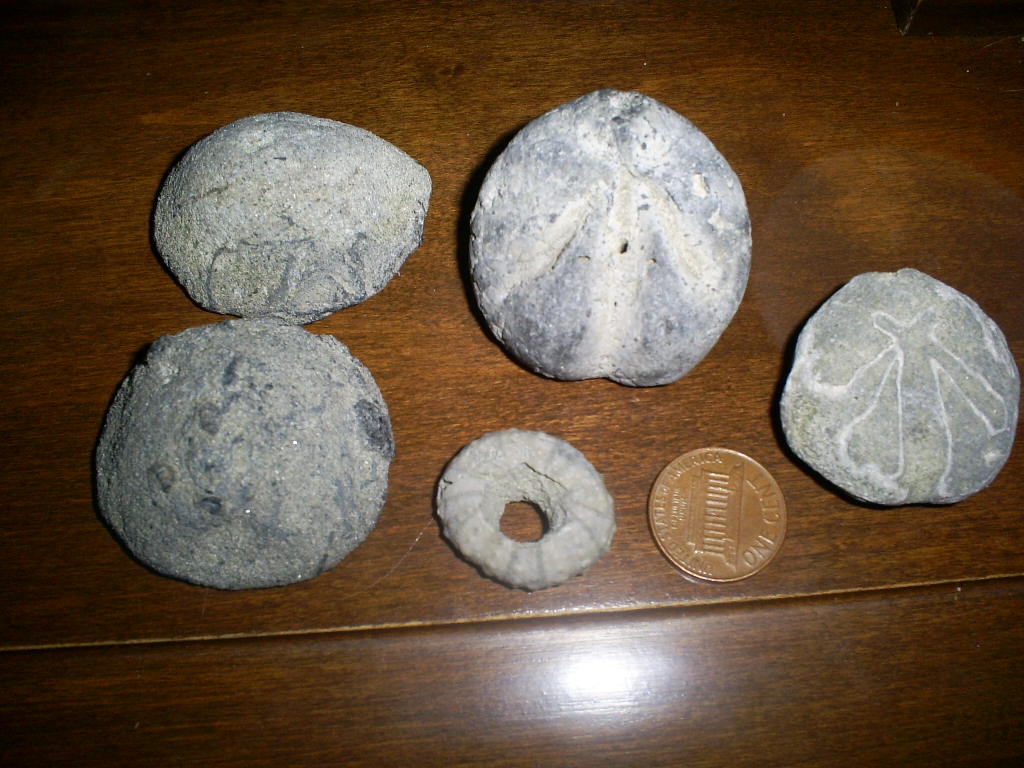 echinoids - Member Collections - The Fossil Forum