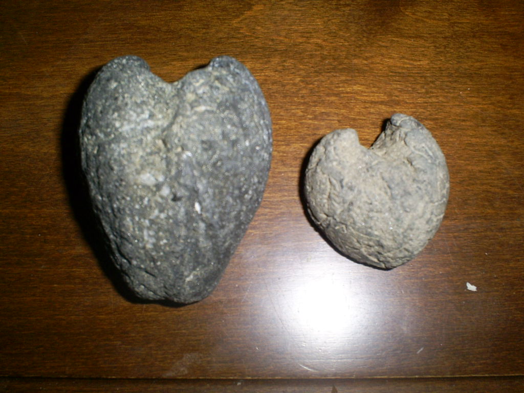 ark - Member Collections - The Fossil Forum