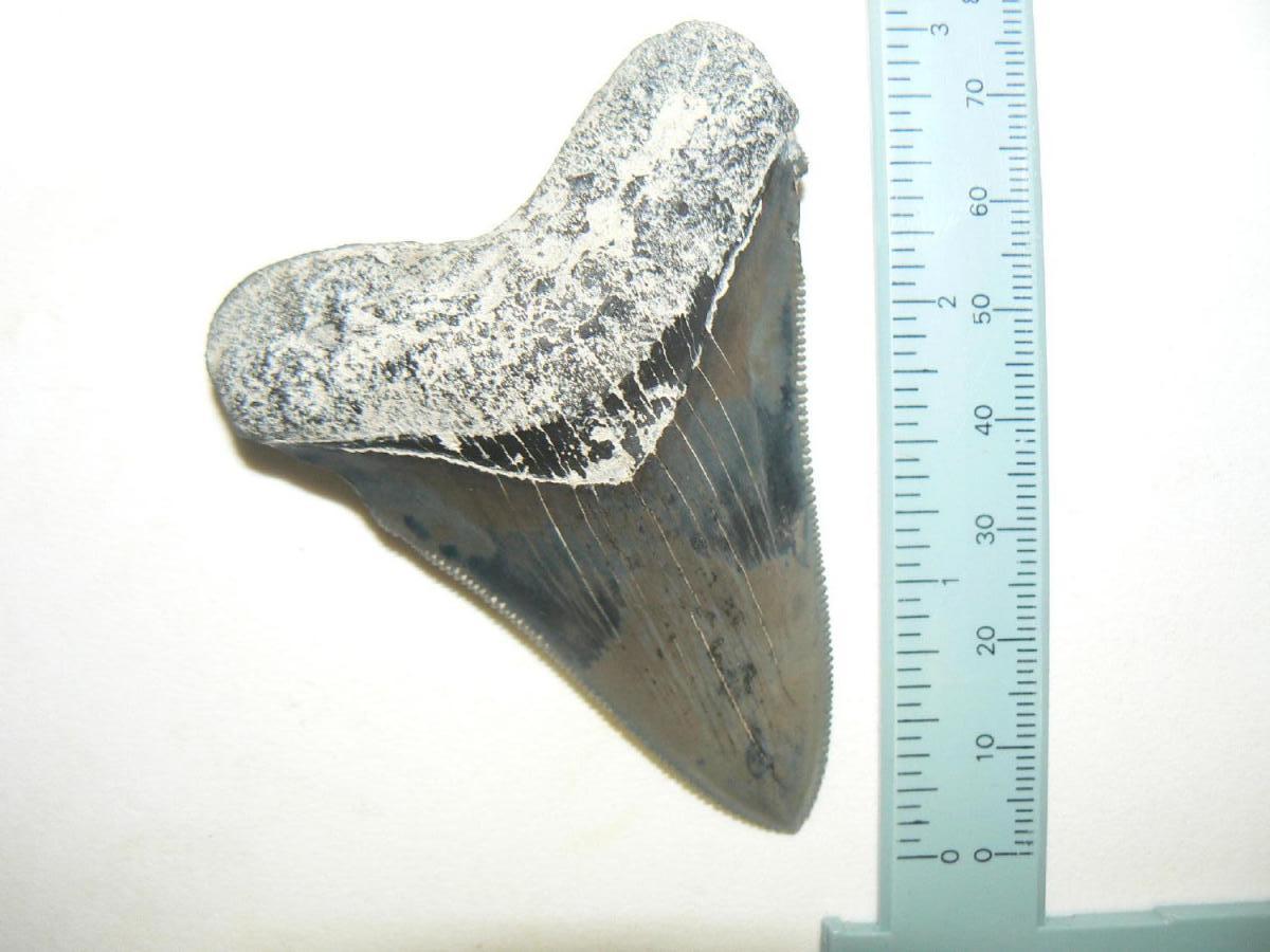 my first complete meg over 3" - Member Collections - The Fossil Forum