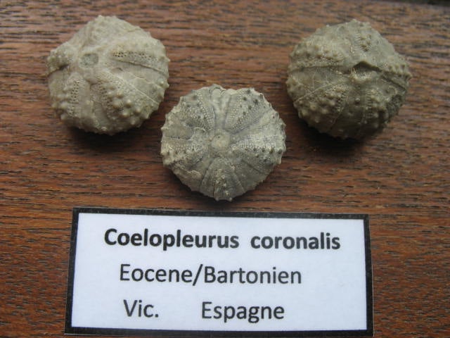 Afbeelding 020.jpg - Member Collections - The Fossil Forum