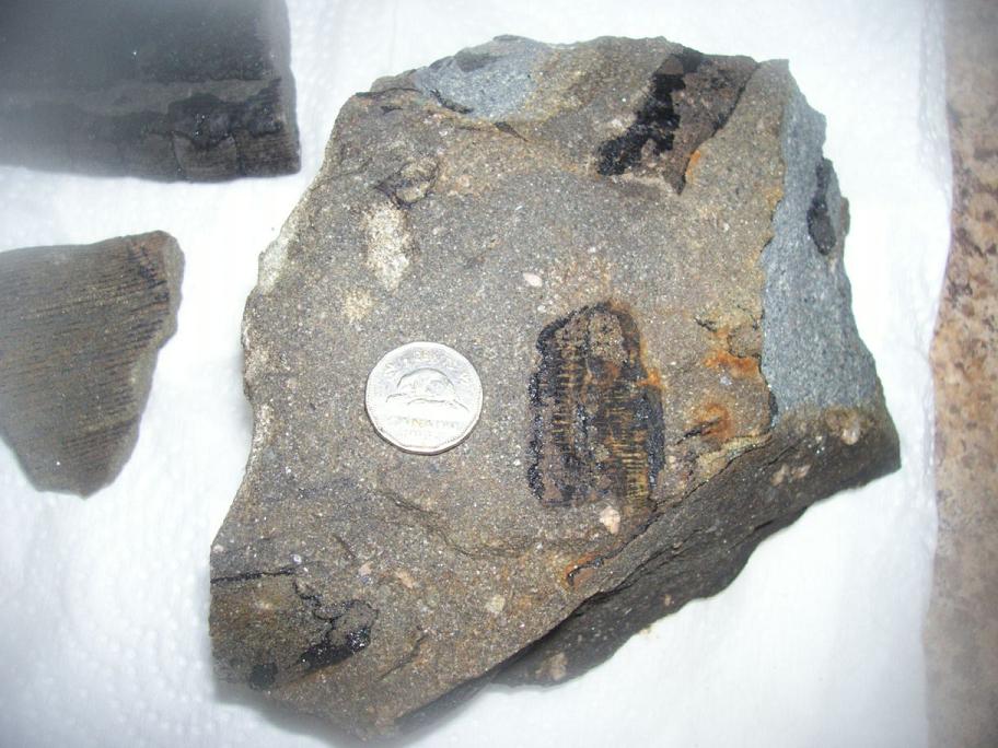 Cordaites pith cast. - Member Collections - The Fossil Forum