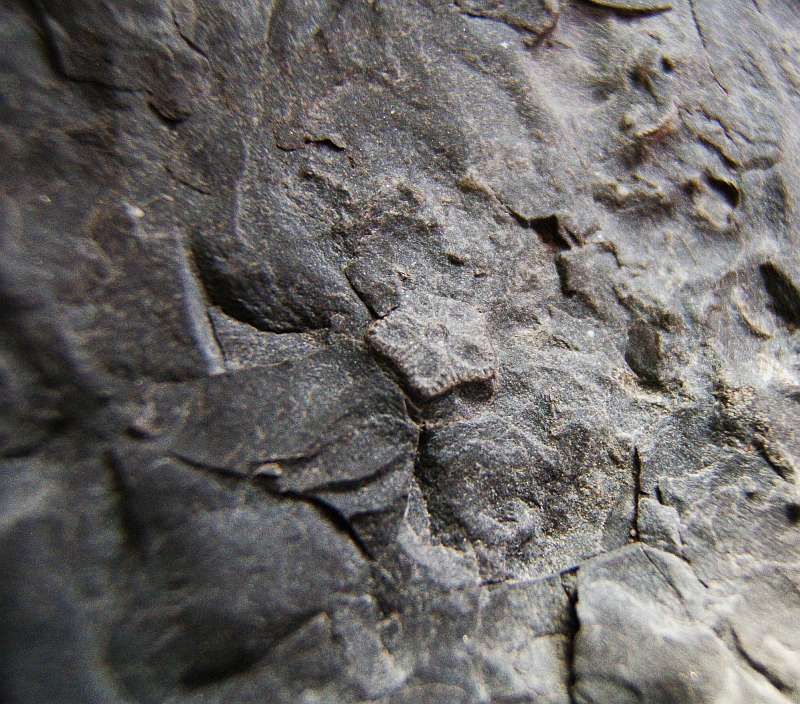 star.jpg - Member Collections - The Fossil Forum