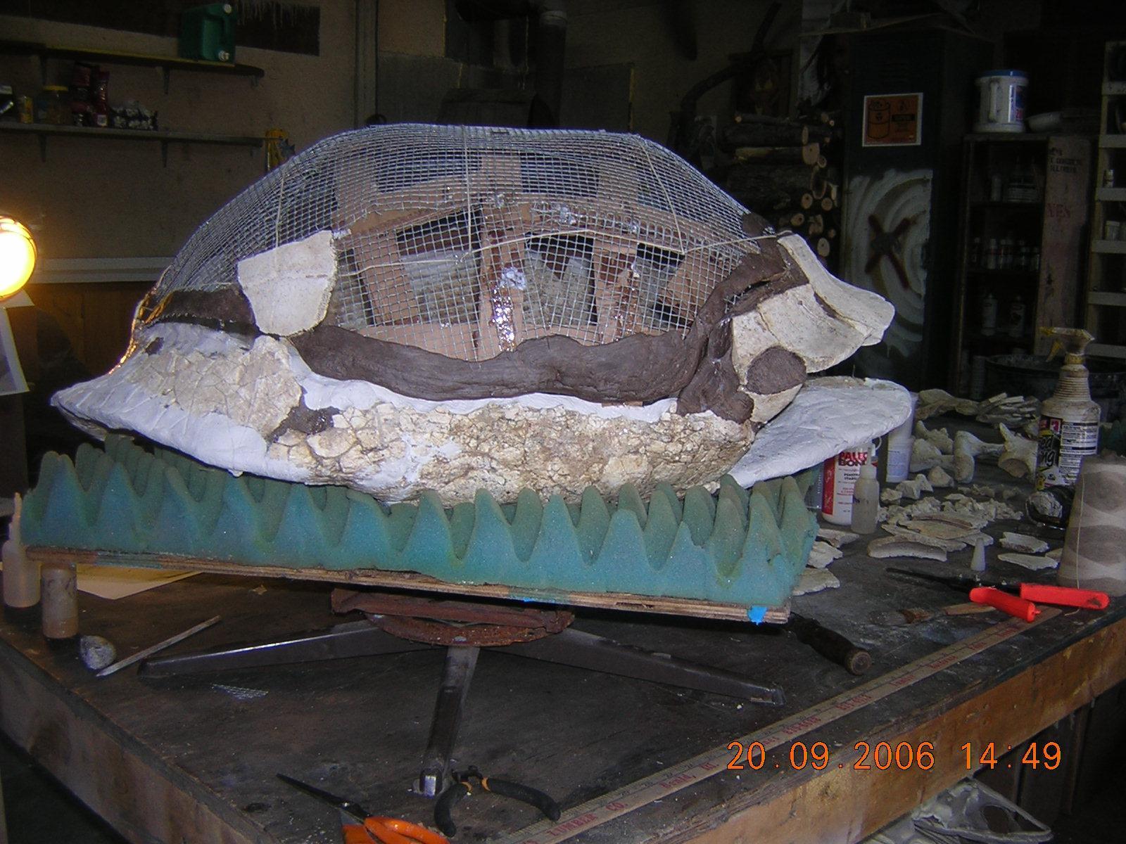Reconstruction of Carapace begins. - Member Collections - The Fossil Forum