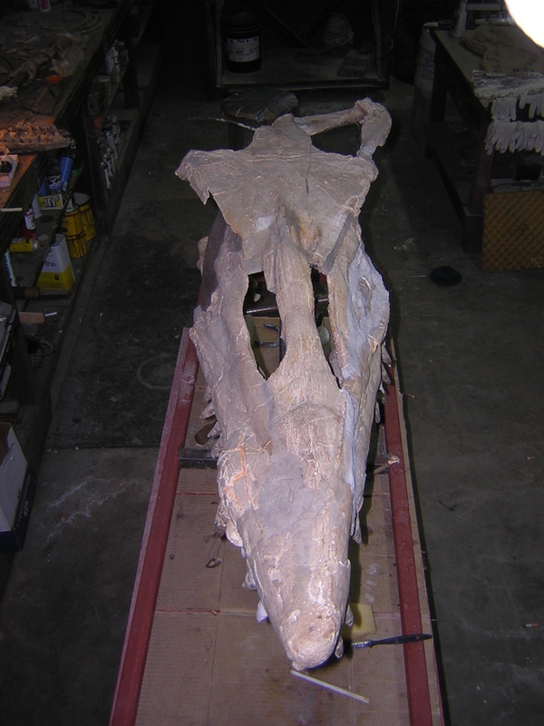 Reconstruction continues. - Member Collections - The Fossil Forum