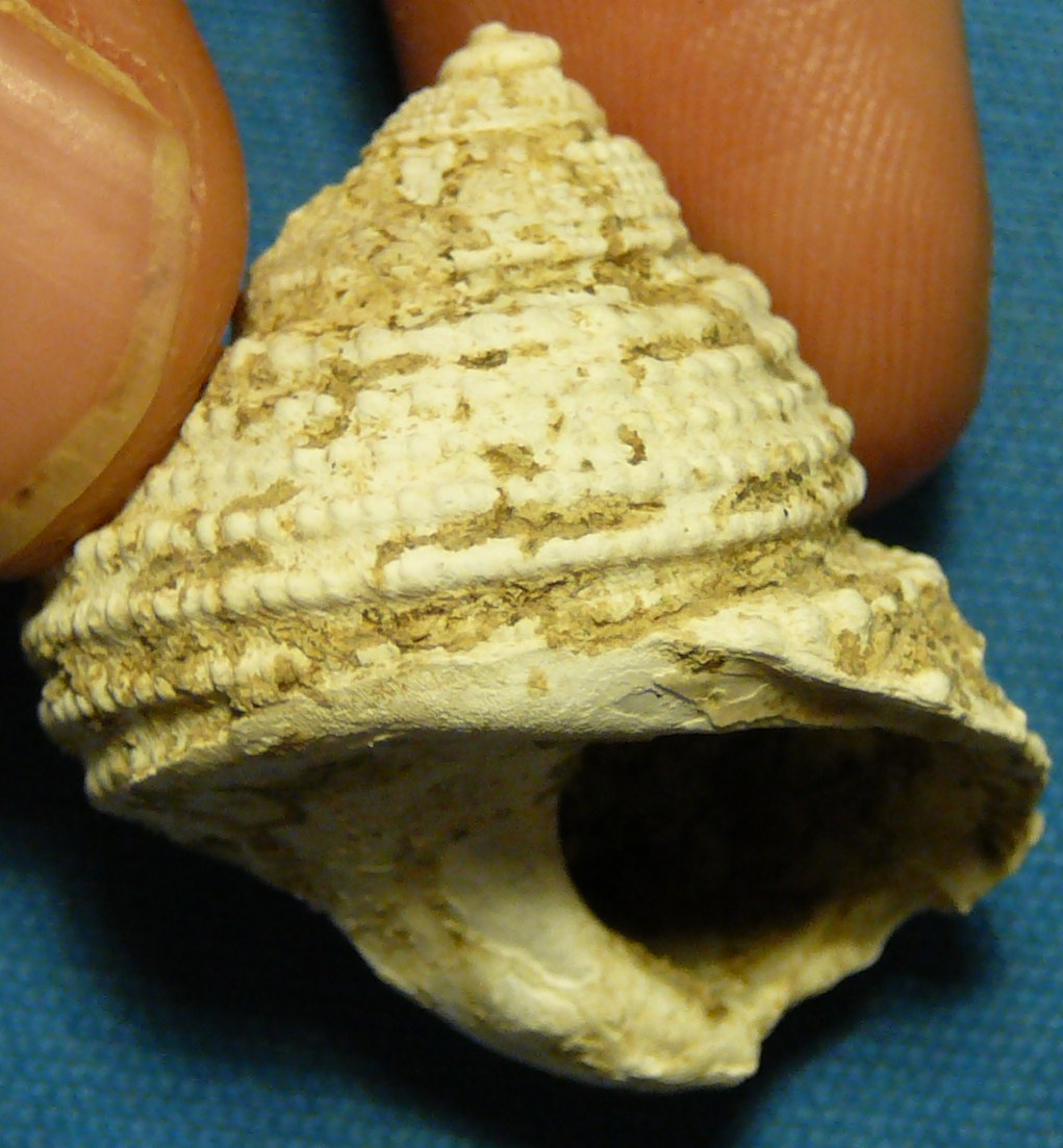 Bolma Granosa-Zanclense-C.E.-SP2.JPG - Member Collections - The Fossil ...