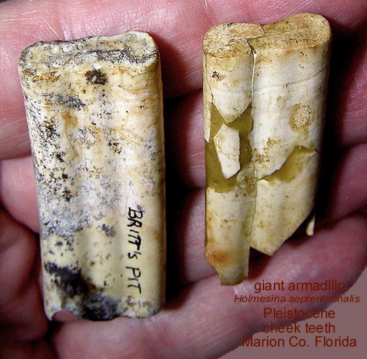 Giant Armadillo Teeth - Member Collections - The Fossil Forum