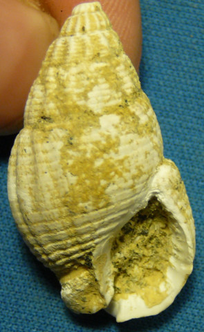 Nassarius Turritus 2.jpg - Member Collections - The Fossil Forum