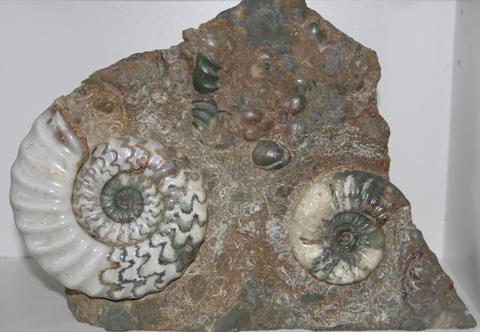 ammonites 003.jpg - Member Collections - The Fossil Forum