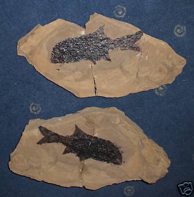 FOSSIL FISH PARAMBLYPTERUS SP PERMIAN Germany - Member Collections ...