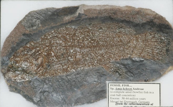 Paleo - The Fossil Forum