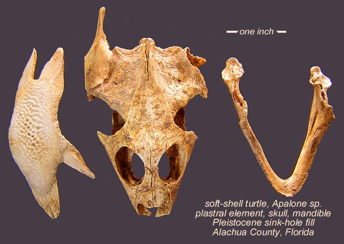 Apalone Skull - Member Collections - The Fossil Forum