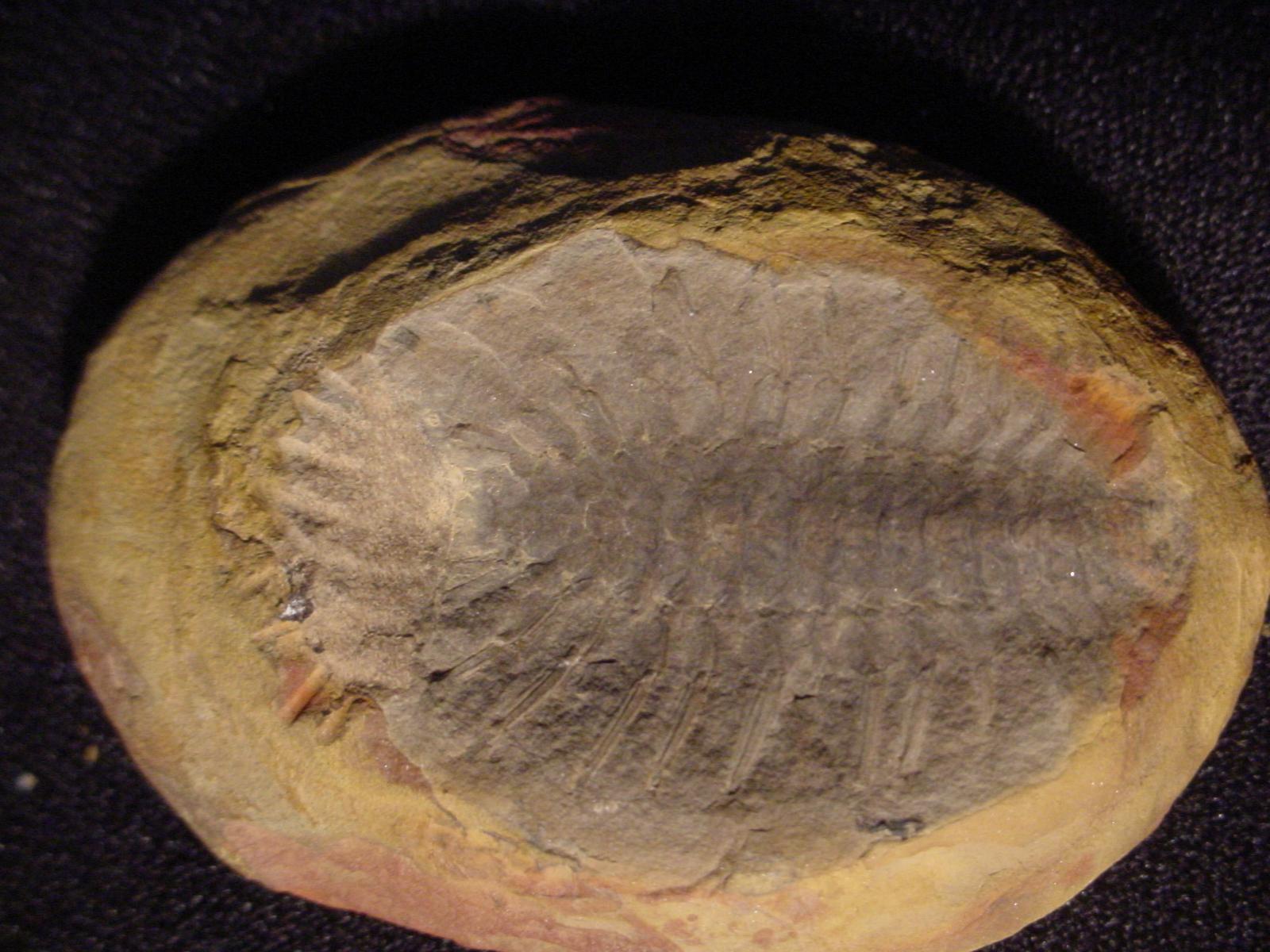 Latzelia Primordialis RCMCA0185 (1).jpg - Member Collections - The ...