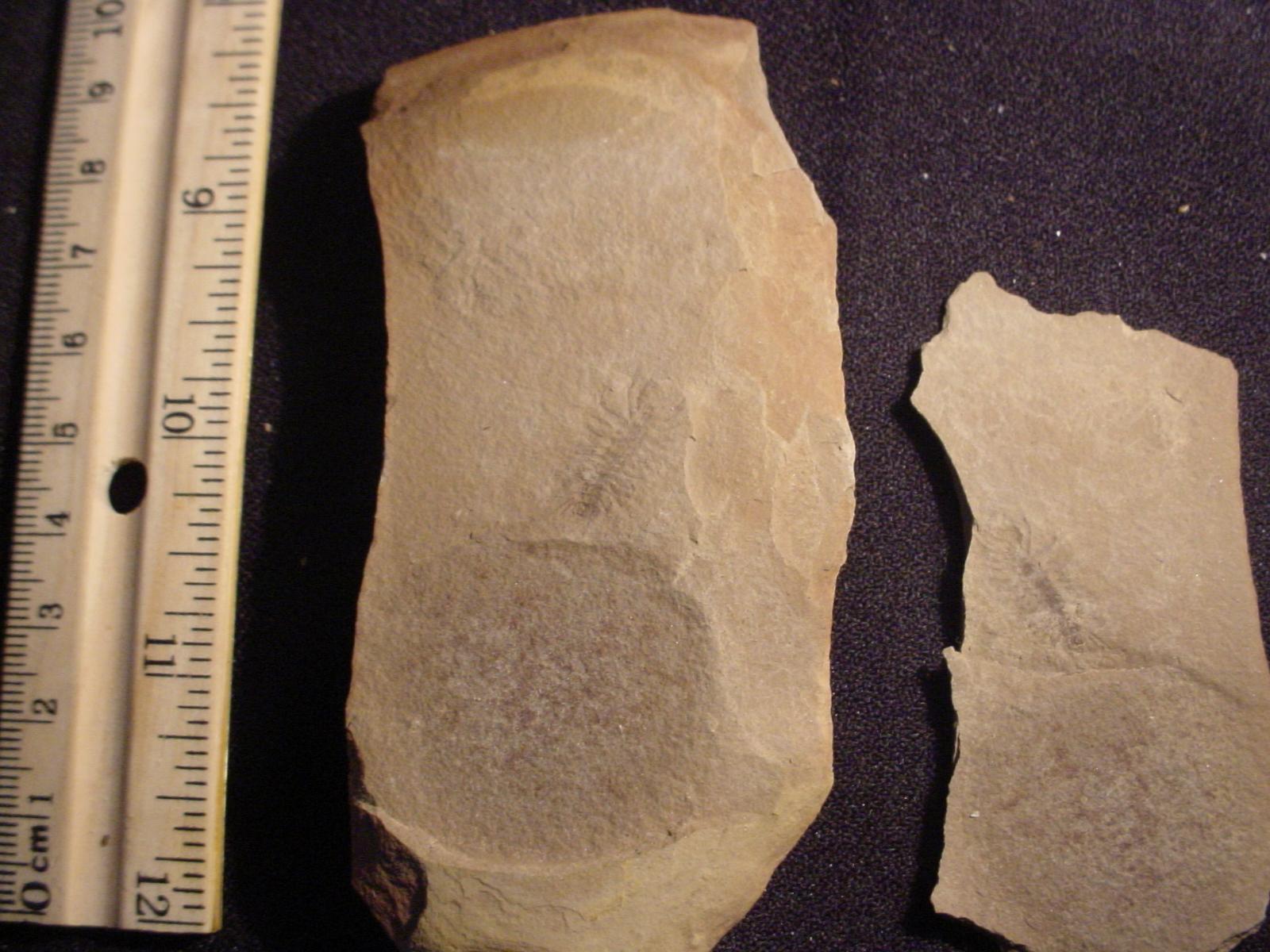 Latzelia Primordialis RCMCA0186.jpg - Member Collections - The Fossil Forum