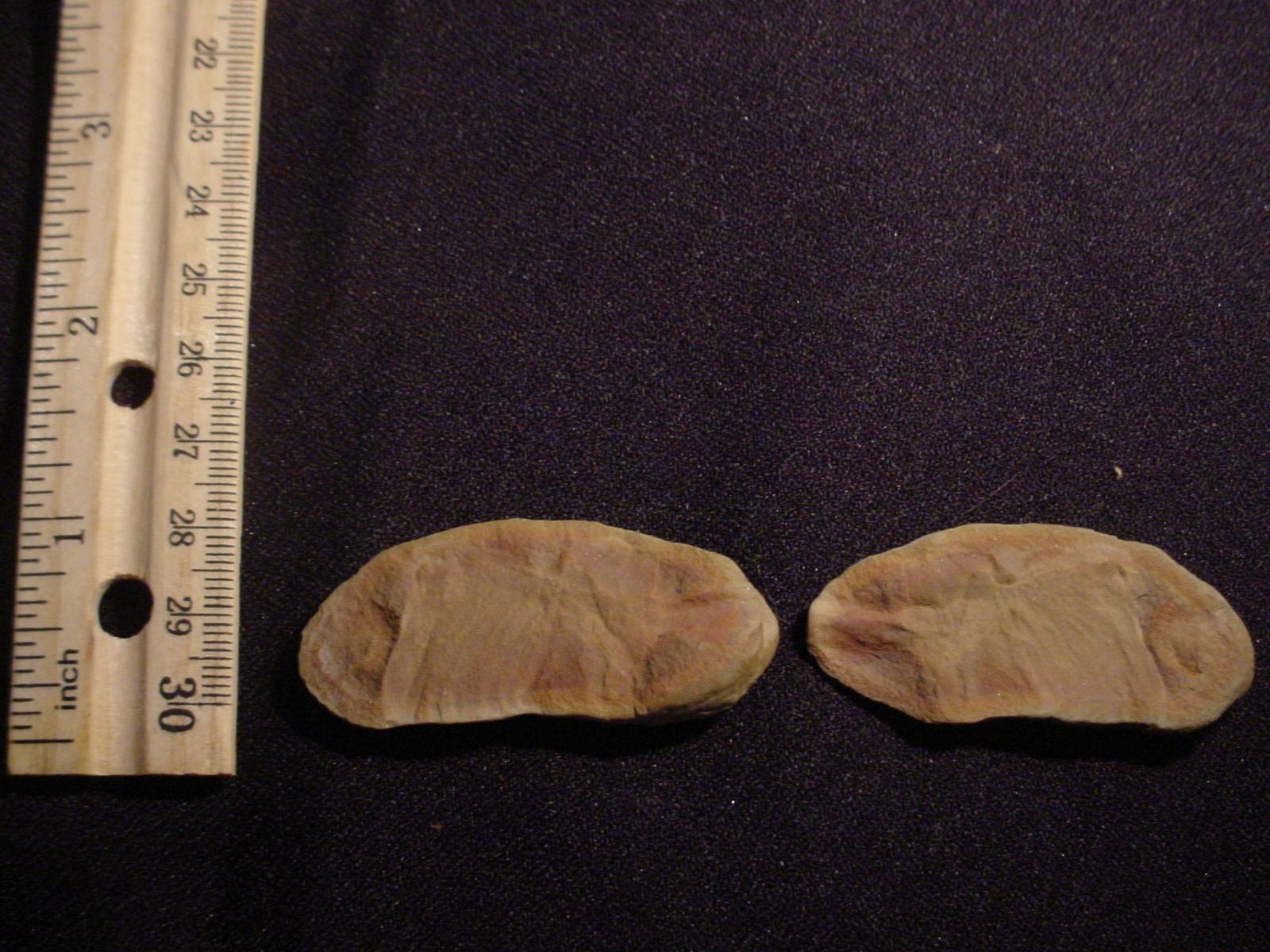 Hesslerella shermani RCMCA0412.jpg - Member Collections - The Fossil Forum
