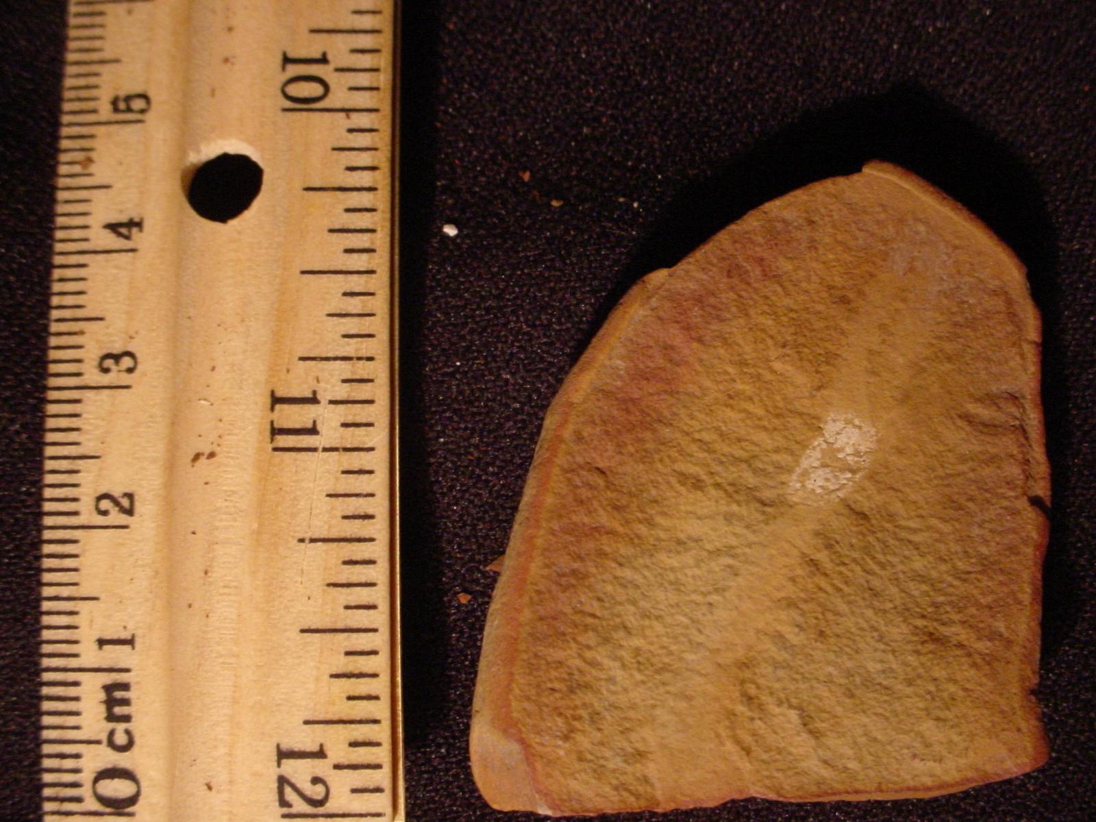 Tullimonstrum Gregarium RCMCA0293.jpg - Member Collections - The Fossil ...