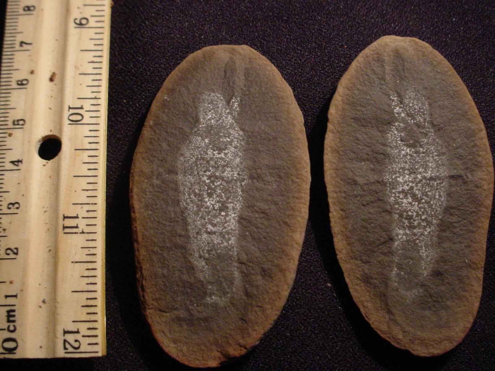 Tullimonstrum Gregarium RCMCA0284.jpg - Member Collections - The Fossil ...