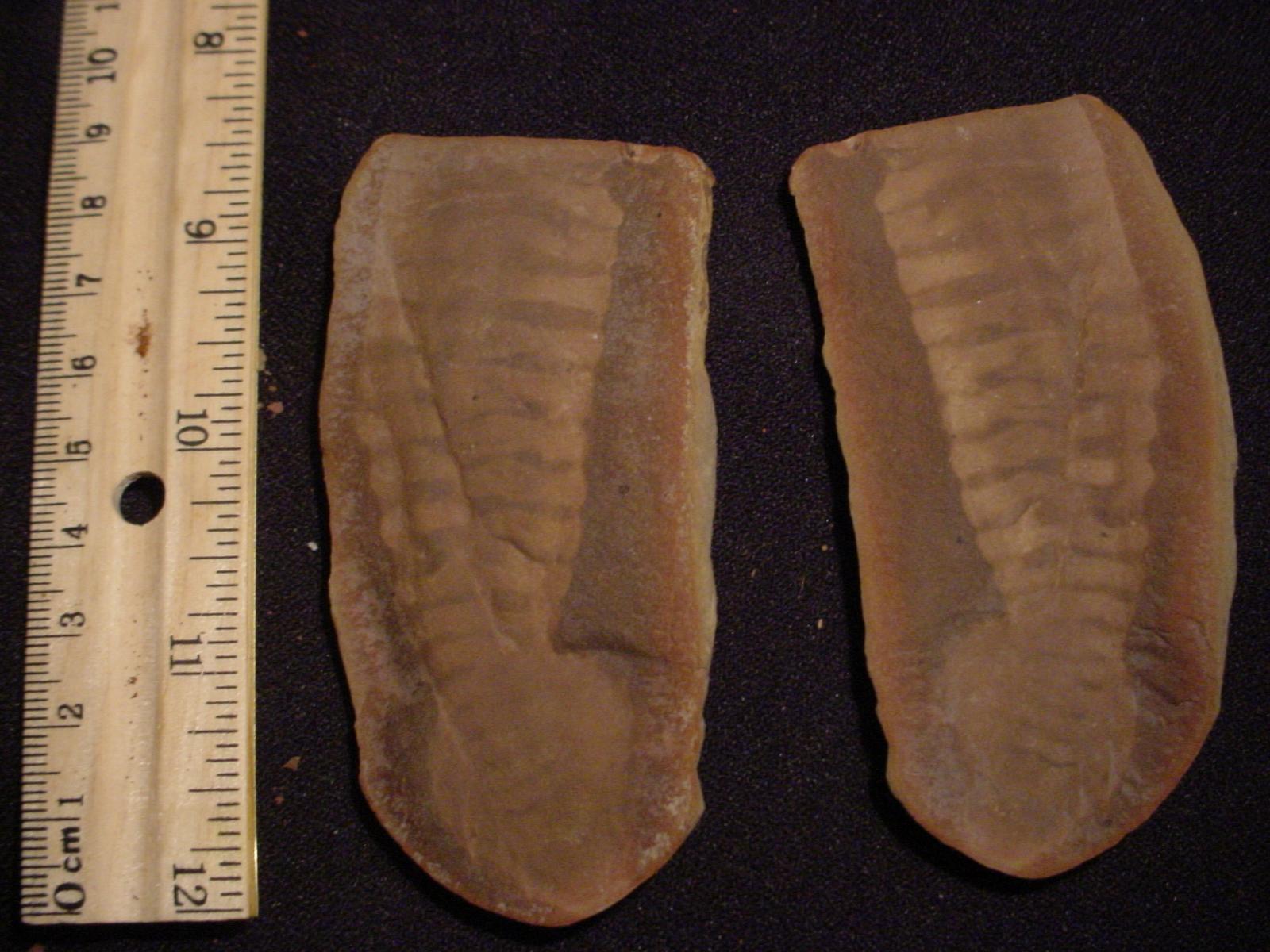 Tullimonstrum Gregarium RCMCA0296.jpg - Member Collections - The Fossil ...