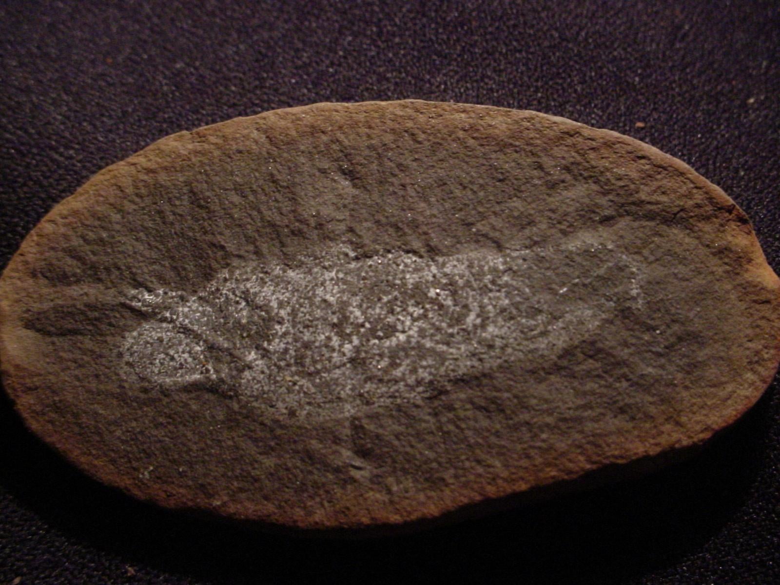 Tullimonstrum Gregarium RCMCA0284 (1).jpg - Member Collections - The ...