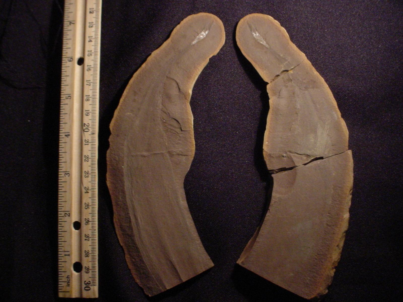 Tullimonstrum gregarium RCMCA0355.jpg - Member Collections - The Fossil ...