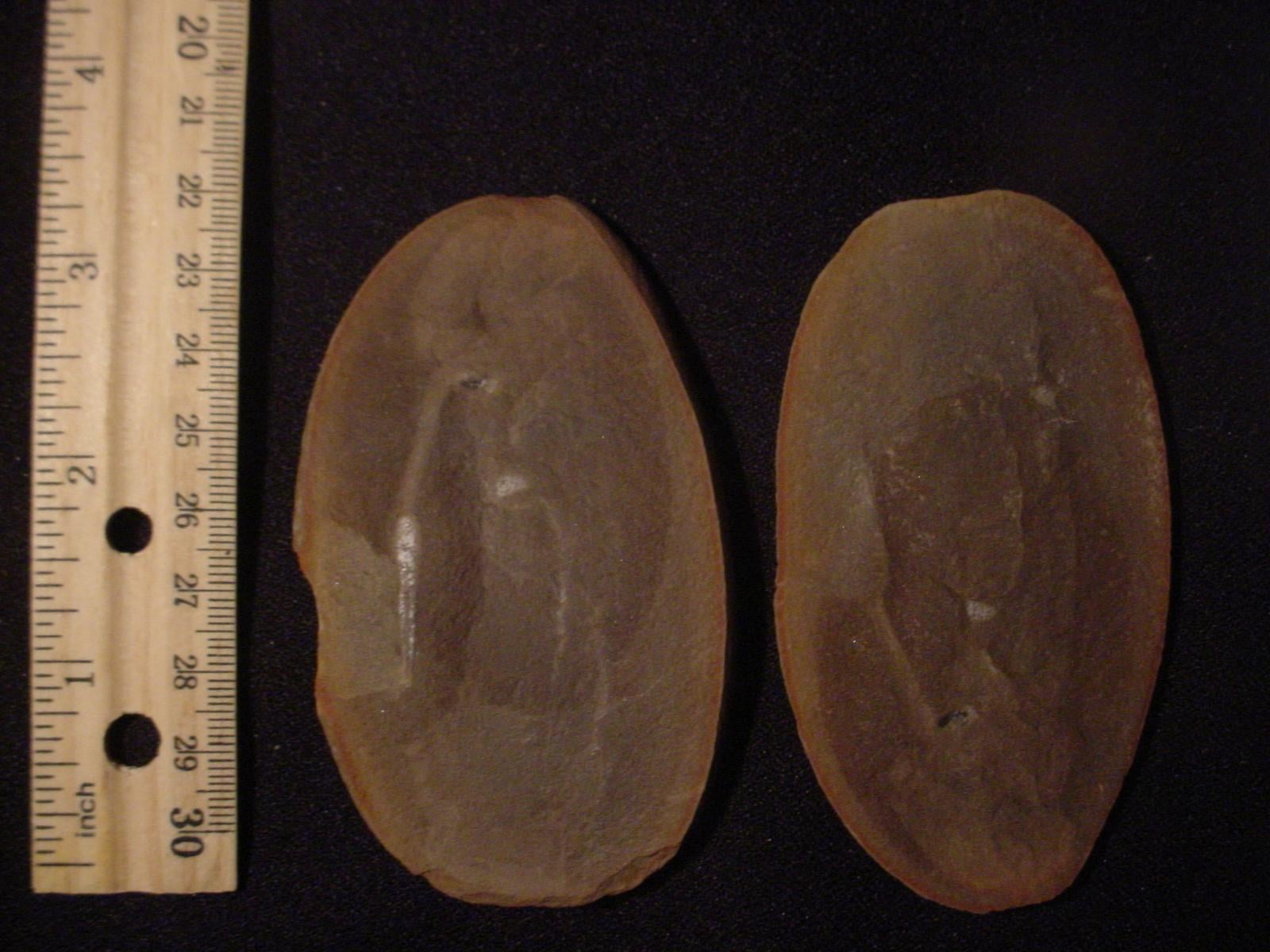 Tullimonstrum gregarium RCMCA0290.jpg - Member Collections - The Fossil ...