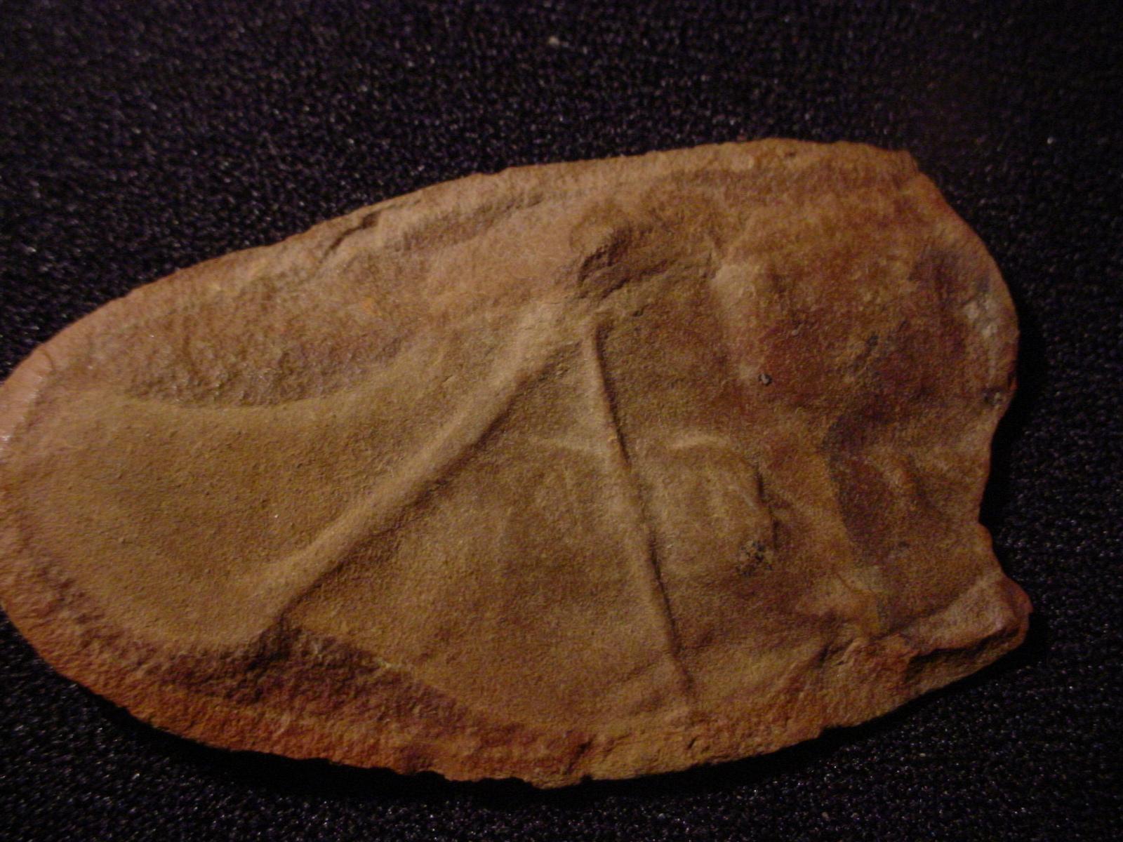 Tullimonstrum gregarium RCMC0466 (3).jpg - Member Collections - The ...