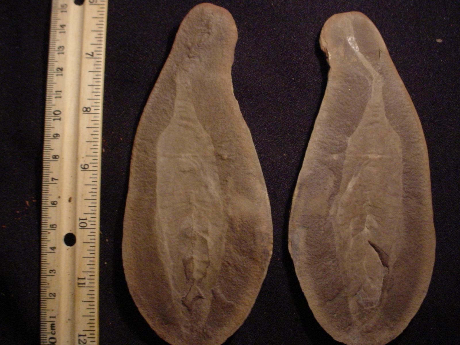Tullimonstrum Gregarium RCMCA0283.jpg - Member Collections - The Fossil ...