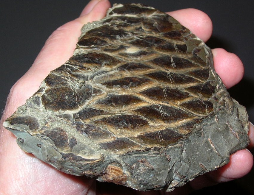 Cretaceous Fossils - The Fossil Forum