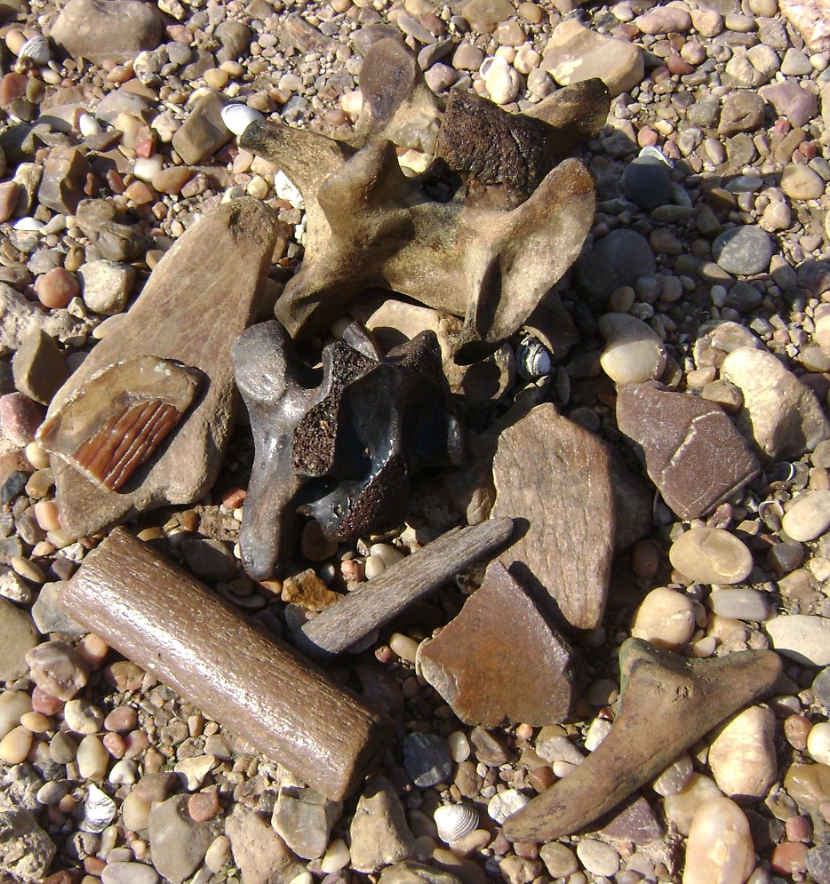 a pile of bones - Member Collections - The Fossil Forum