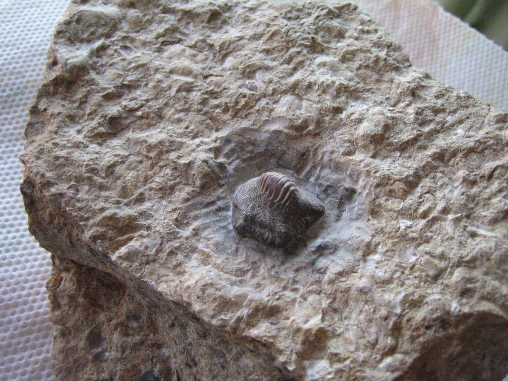 First tx tooth - Member Collections - The Fossil Forum