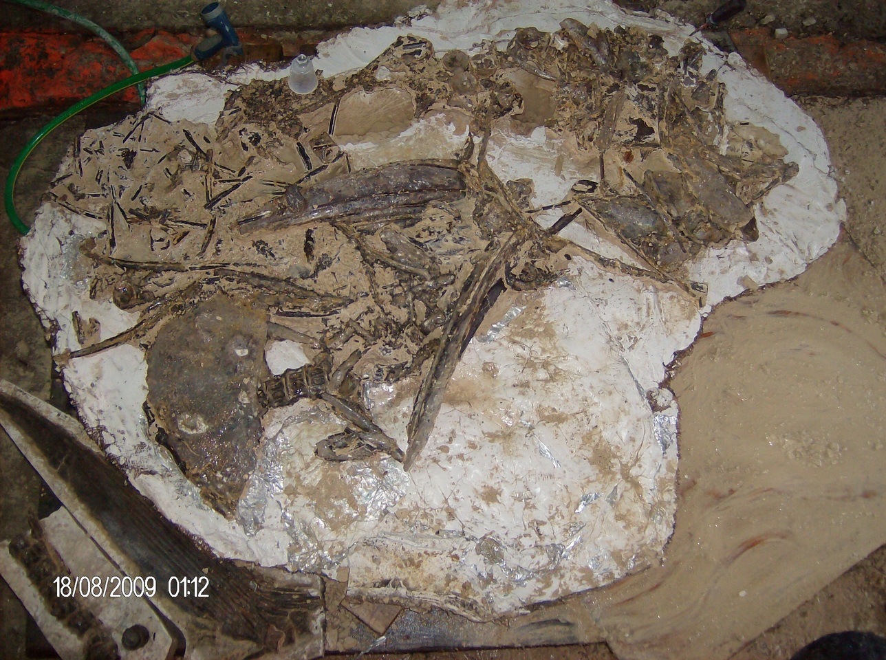 Emptying the field jacket. - Member Collections - The Fossil Forum
