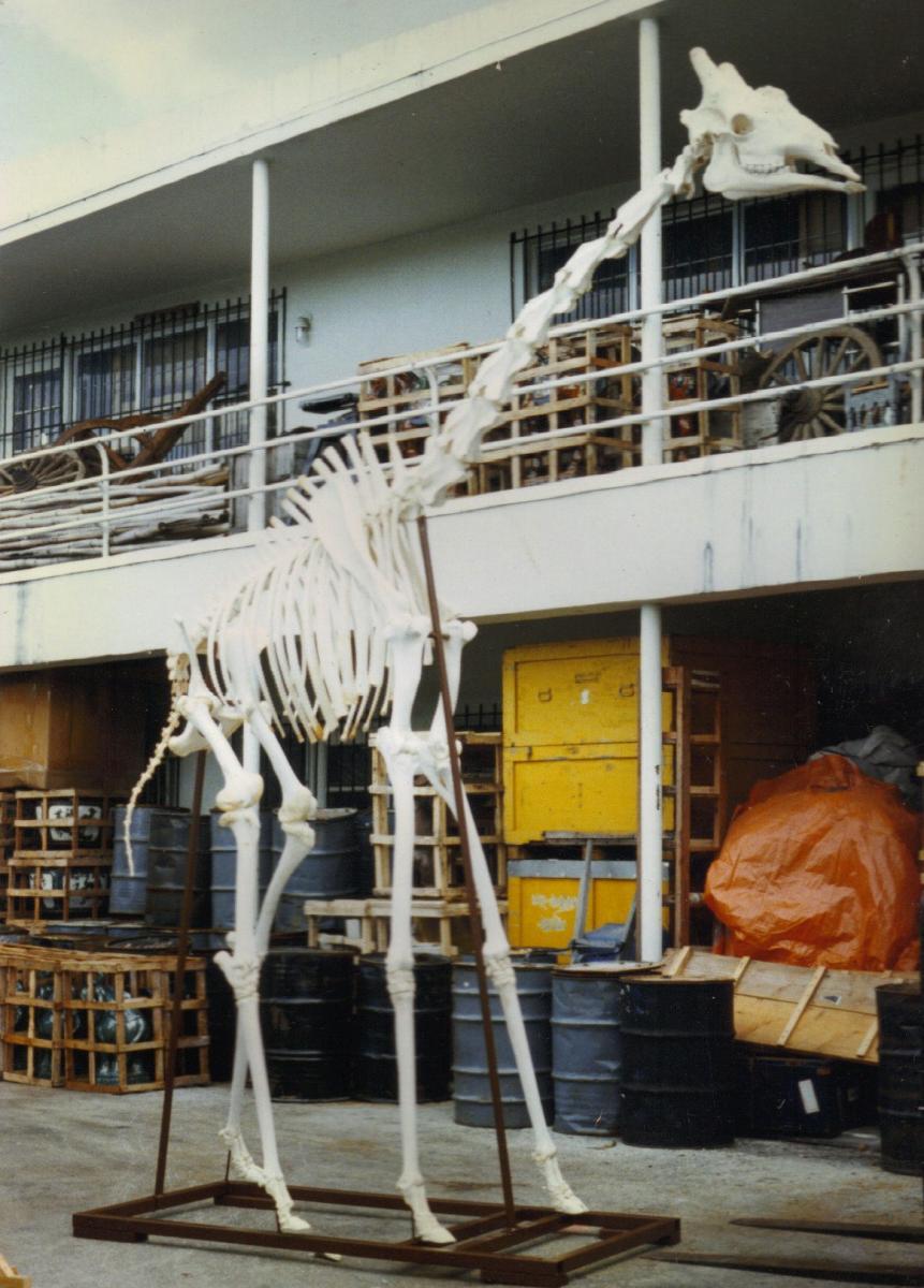 Giraffe-1996.jpg - Member Collections - The Fossil Forum