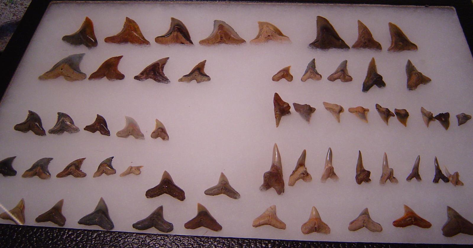 Hemipristis serra - Member Collections - The Fossil Forum