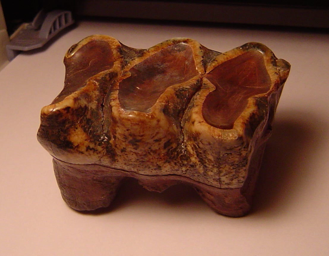 Mastodon tooth - Member Collections - The Fossil Forum