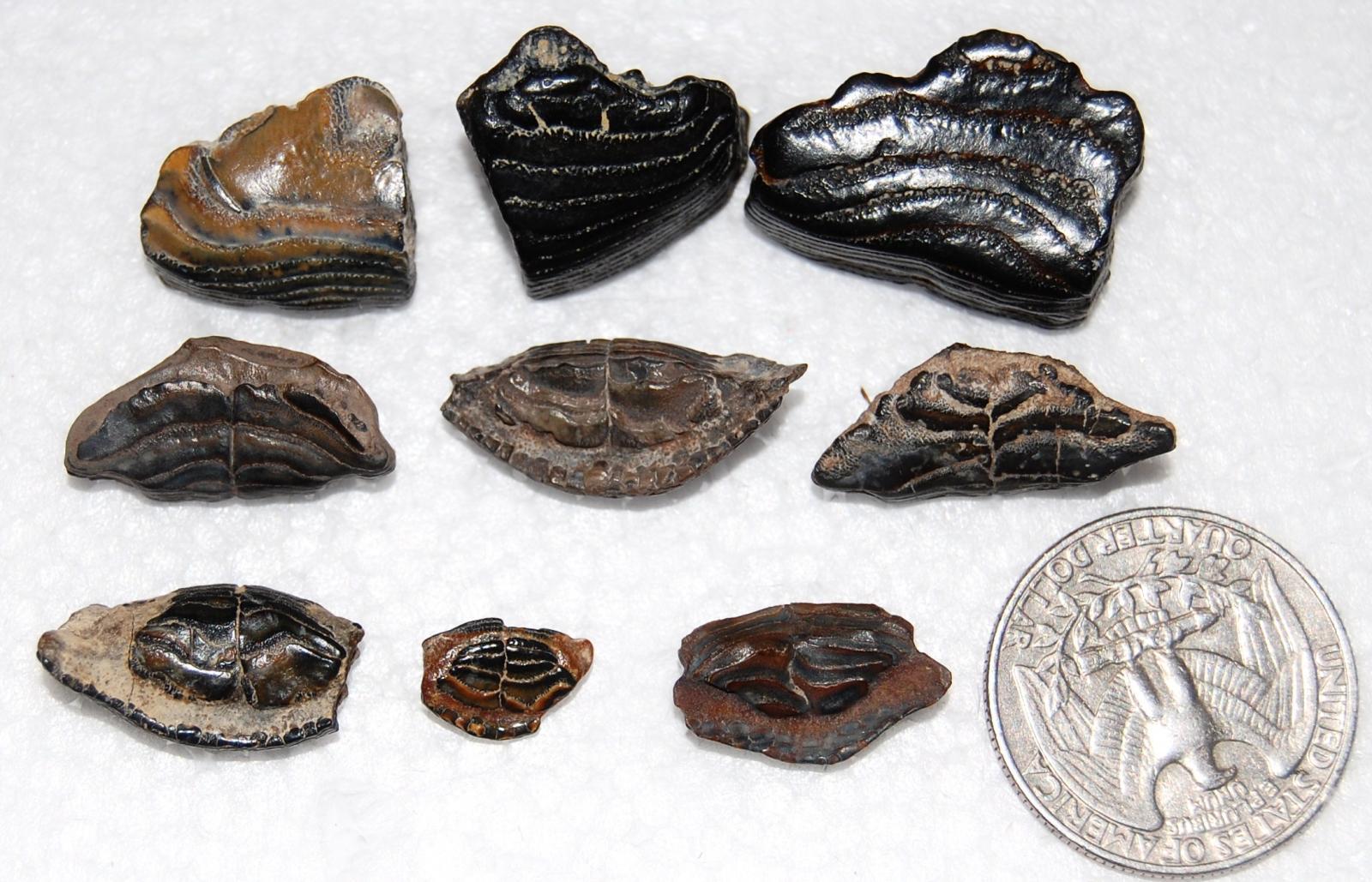 Fish Mouth Plates (jaw) - Member Collections - The Fossil Forum