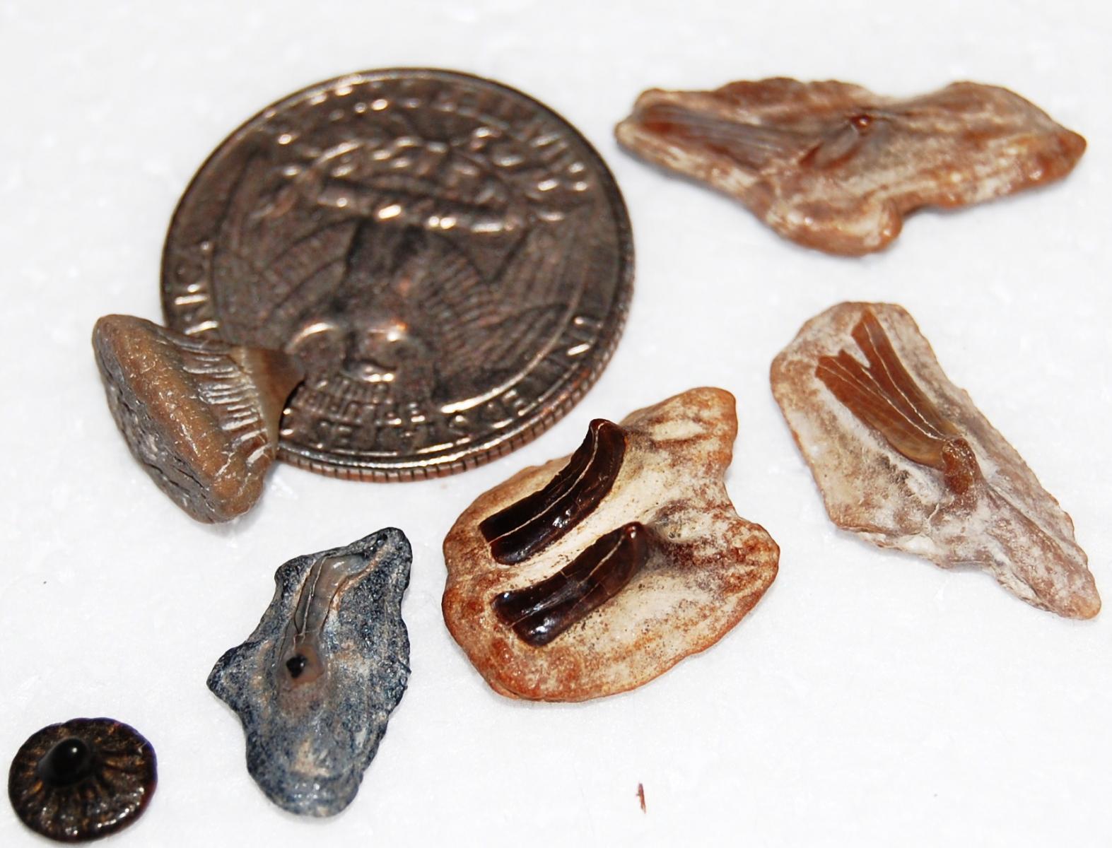 stingray dermal scutes - Member Collections - The Fossil Forum